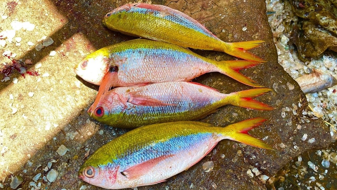 Rainbow Runner Fish Cutting In Kasimedu Fish Market - YouTube
