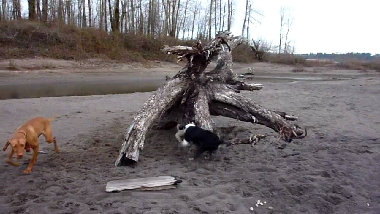 Oregon Tails - 02/25/10 - YouTube