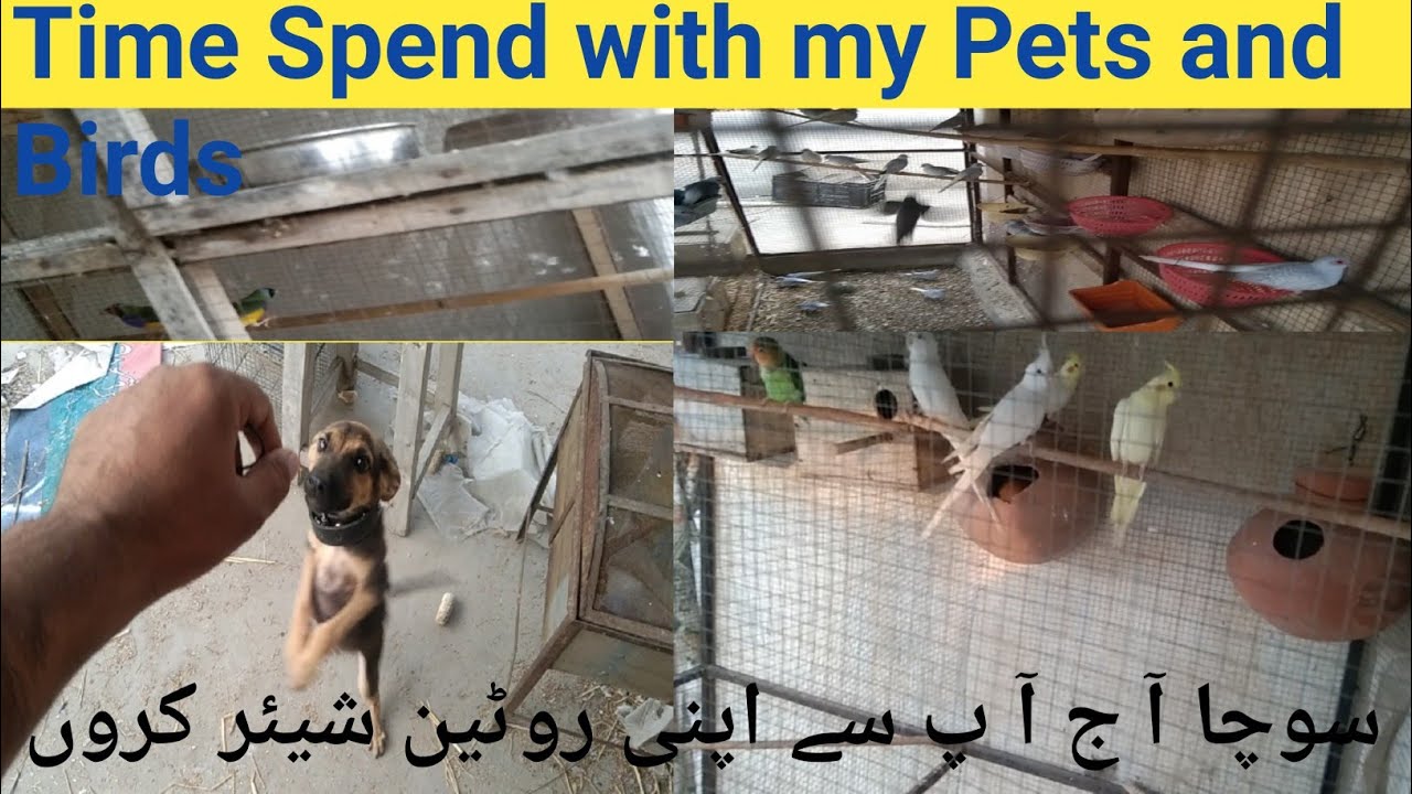 routen-vlog-daily-time-spend-with-my-pets-and-birds-bunty-ki-chain