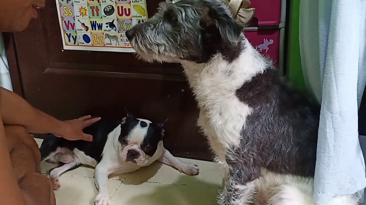 Boston Terrier & Cross Poodle - YouTube