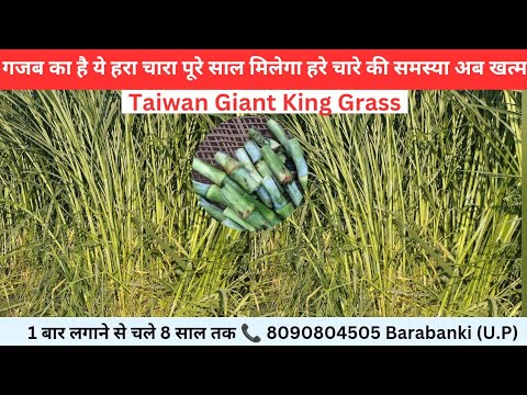 Taiwan Gaint King Grass - Gaint King Grass - Top Quality |ताइवान जायंट ...