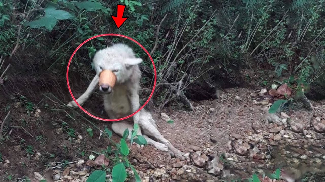 She Collapsed on the Riverbank With 6 Bullets,Tape on Her Mouth - YouTube