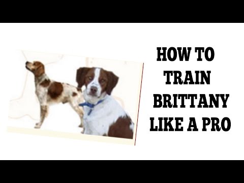 French brittany spaniel training techniques [Updated Guide]