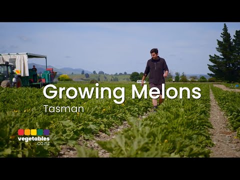 Growing Melons in Tasman New Zealand with Ben Conning - YouTube