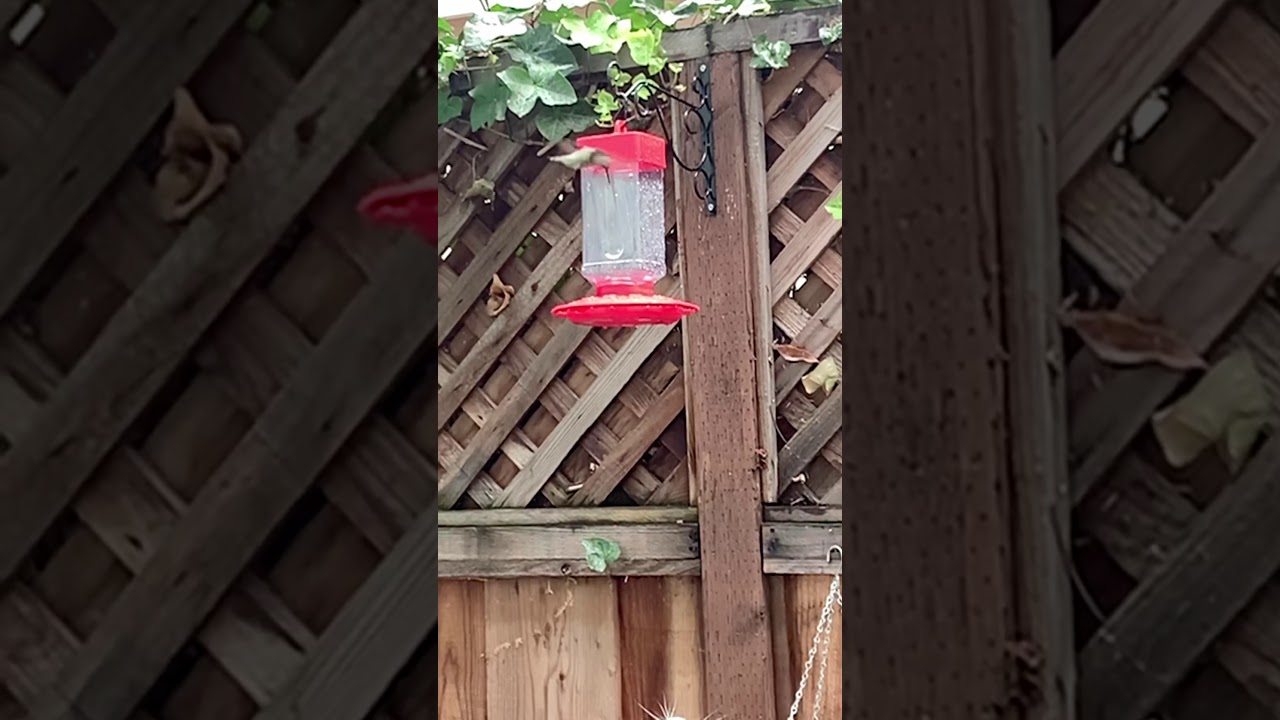 Hummingbird revenge poop - YouTube