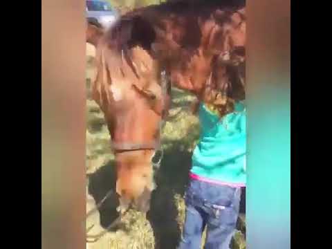 İnsanların Duygularına karşılık veren Duygusal hayvanlar...