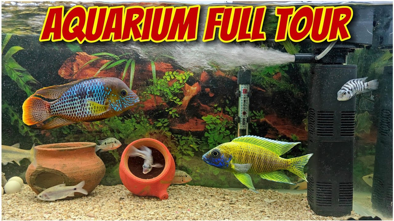 3 Feet Aquarium Full Tour & Aggressive Fish | Feeding Frenzy! | - YouTube