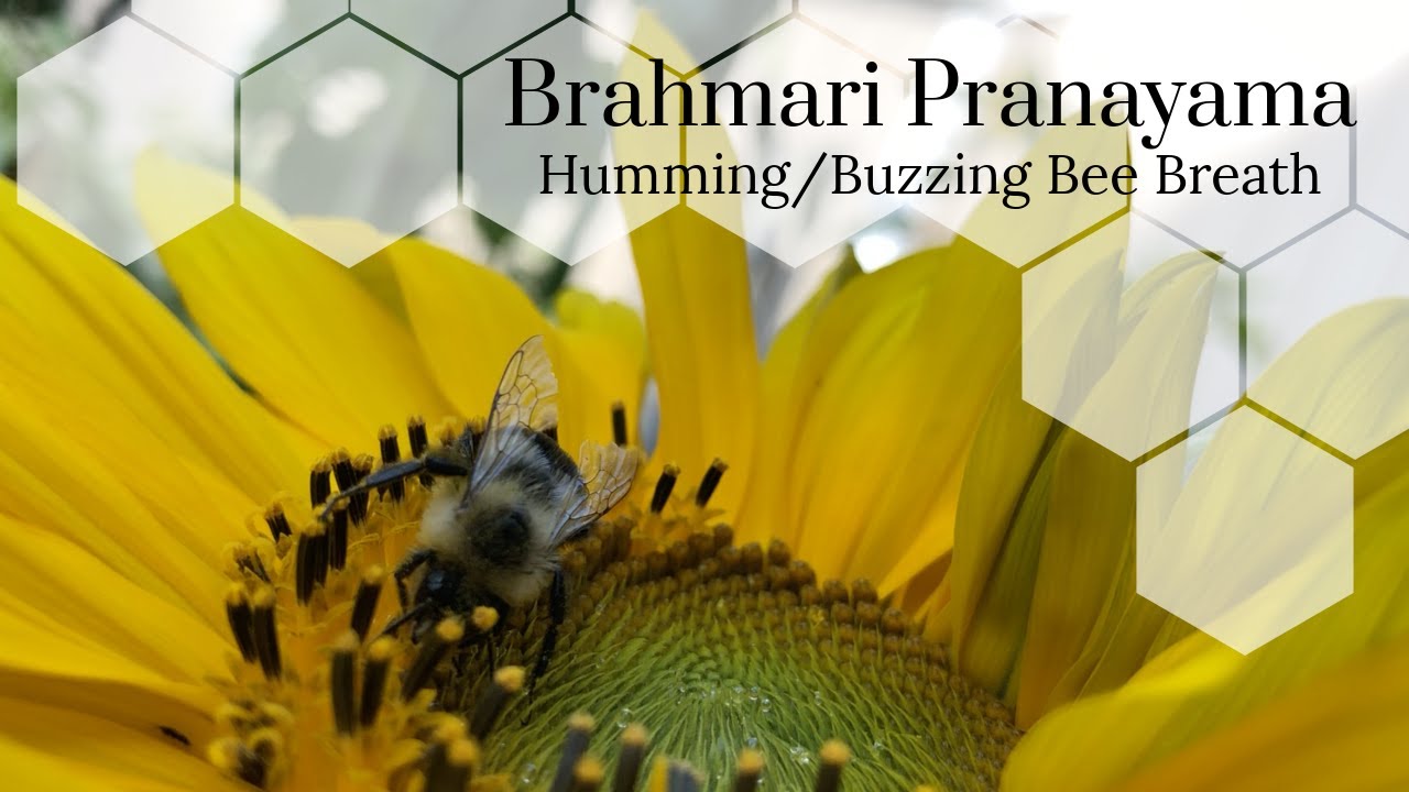 Brahmari Pranayama | Buzzing/Humming Bee Breath with Laura Dunford ...