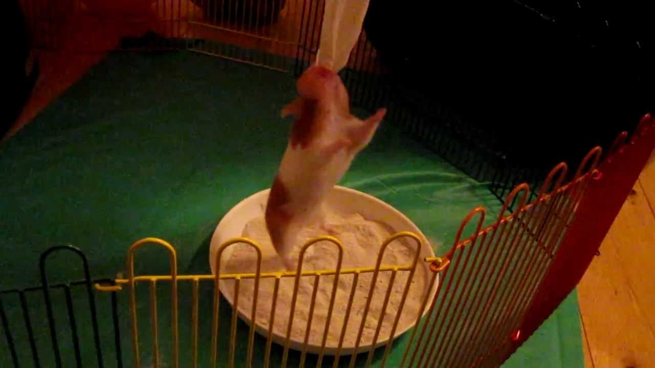 Circus Hamster - YouTube