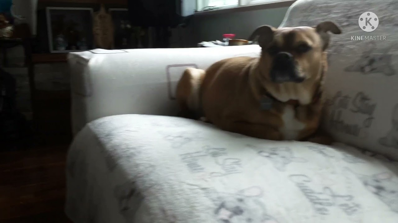 Look at this distinguished gentleman (dog reveal) - YouTube