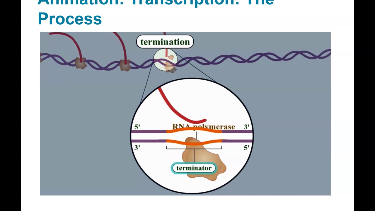 Chapter 8 Part 2 Transcription and Translation - YouTube