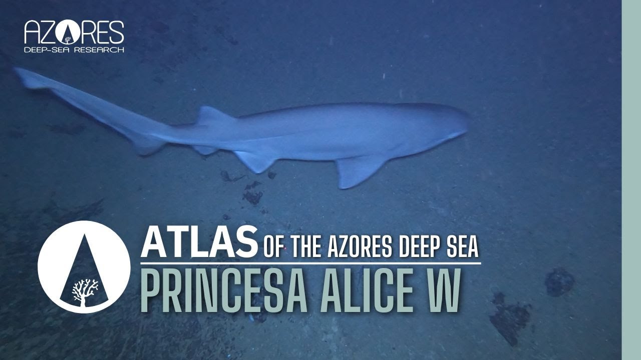 Princesa Alice W seamount | ATLAS of the Azores deep sea - YouTube