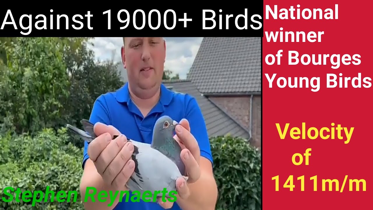 1st National Belgium Bourges lll 2023 | Young Bird | Stephen Reynaerts ...