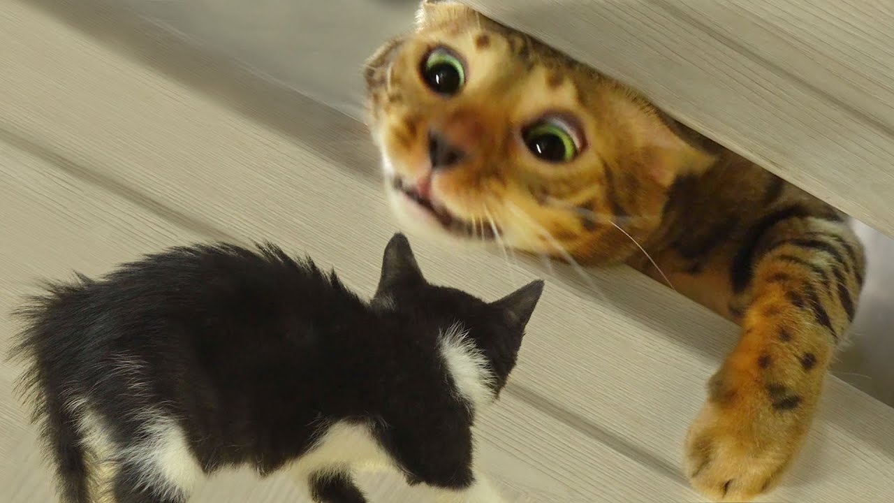 New Kitten meets Cat first timeㅣDino cat - YouTube