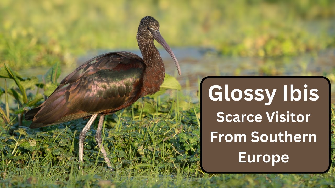 Glossy Ibis - Stunning Bird with Vibrant iridescent Colours - YouTube