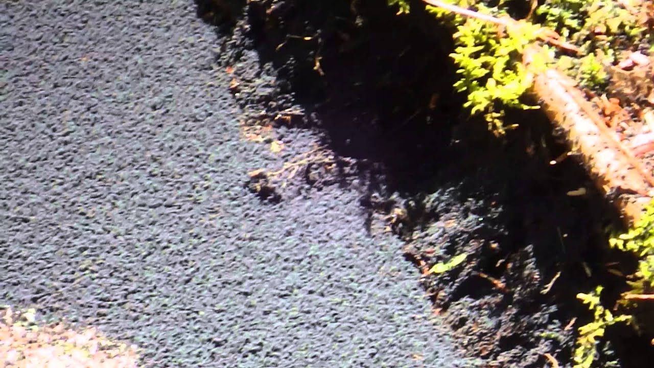Springtails / Snow Fleas / Collembola - YouTube