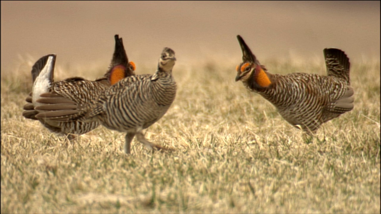 Finding Wild Missouri: Where the buffalo roam and prairie chickens, too ...