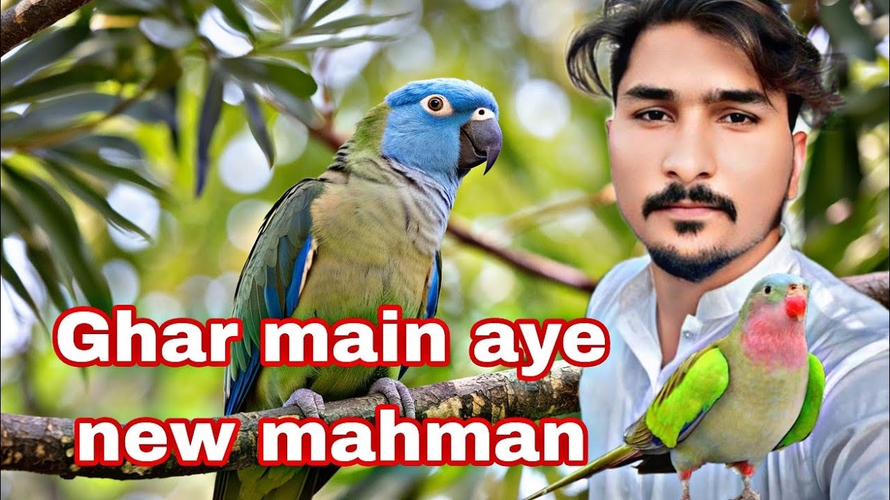 Aj ghr main aye naye mahman || parrot vedios || kaka vloger - YouTube