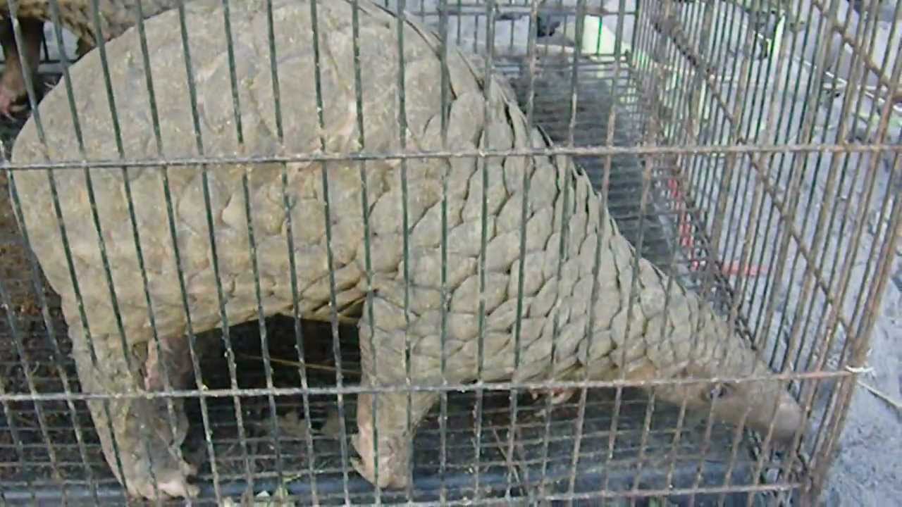 Three Pangolins in a cage near Amed, Bali - YouTube