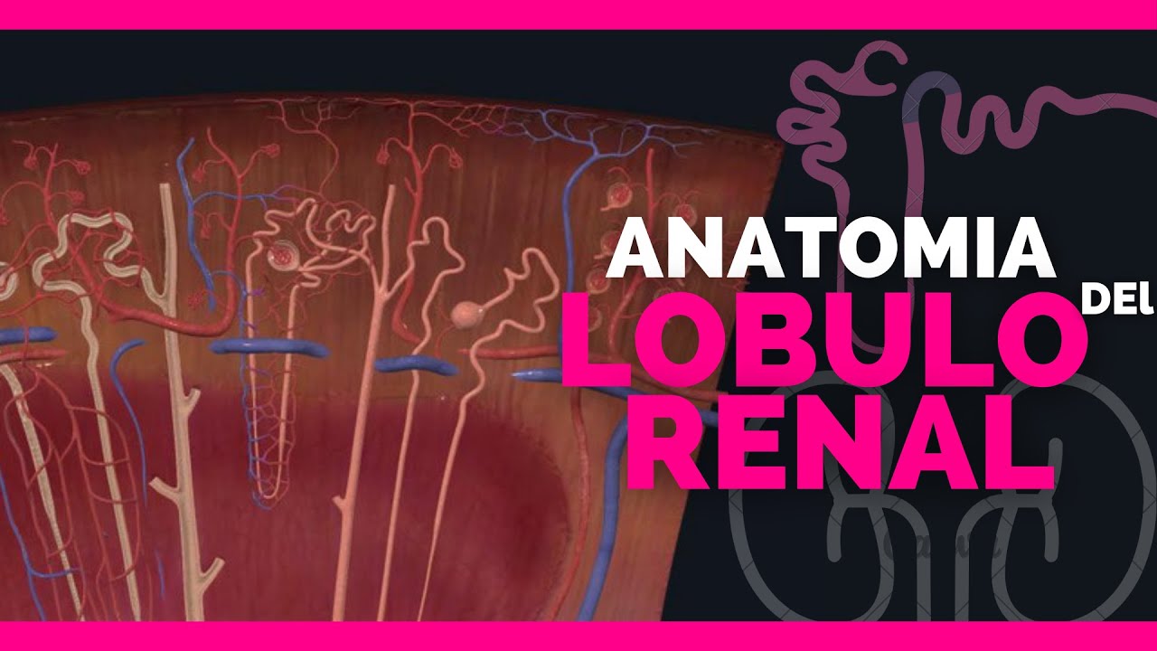 ANATOMIA DE LOBULO RENAL | Nefrona, corteza renal, orina | Anatomia en ...