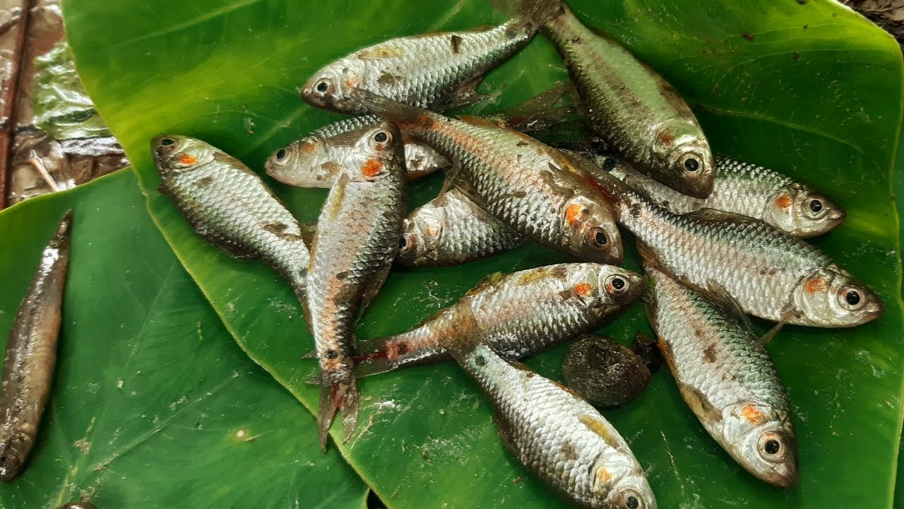 Beautiful system for small fishing √Fishing in the field √Traditional ...