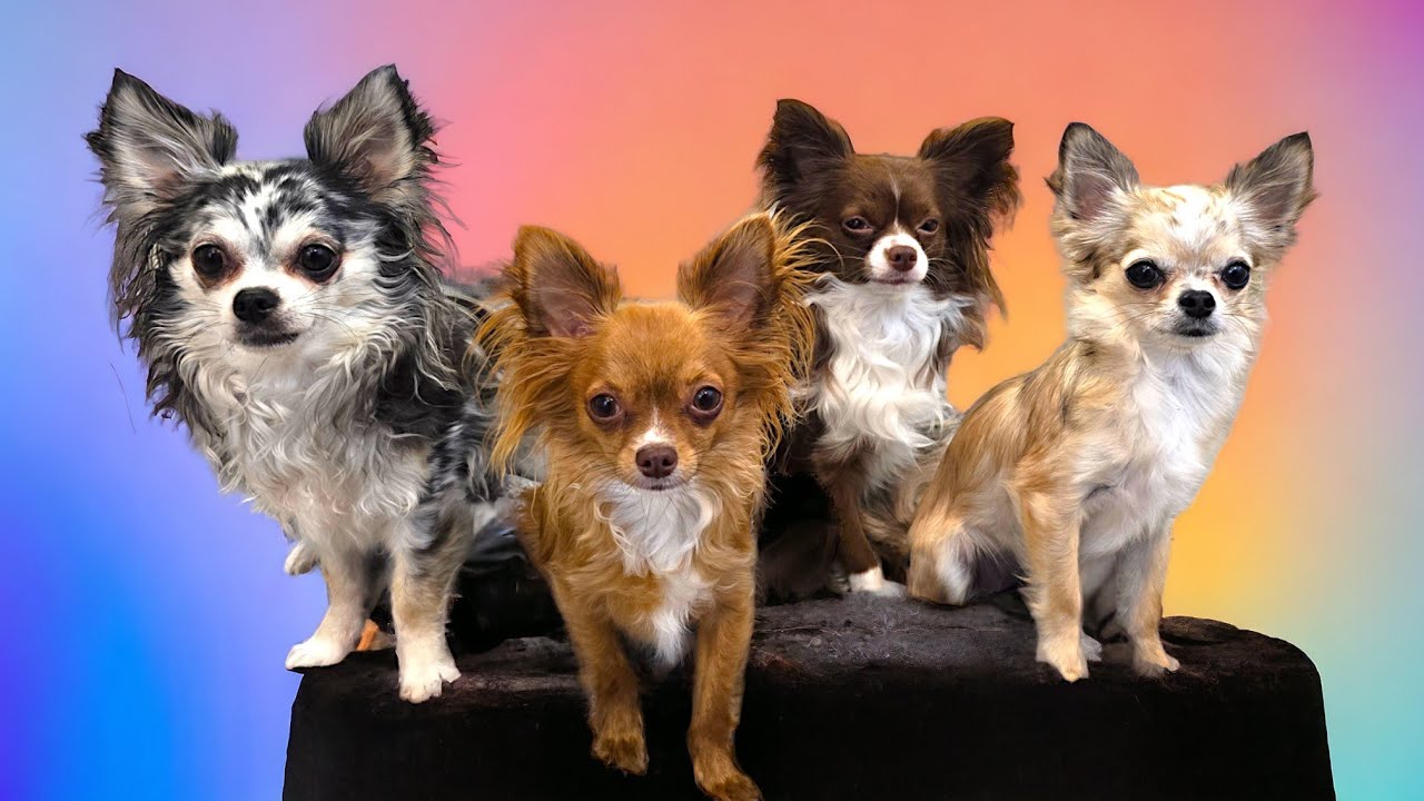 Chihuahua Dog Life is live! Sweatpants Sunday with 4 chihuahuas. - YouTube