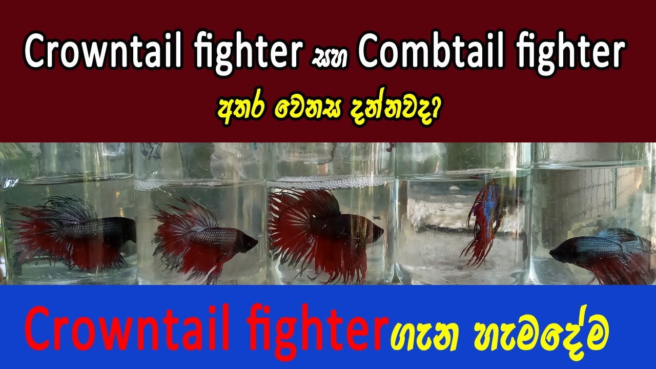 Crowntail fighter Sinhala | Betta fish care in Sinhala | Crowntail ...