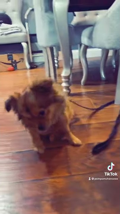 Funny Dog Sounds On Tik Tock Part 2 - YouTube