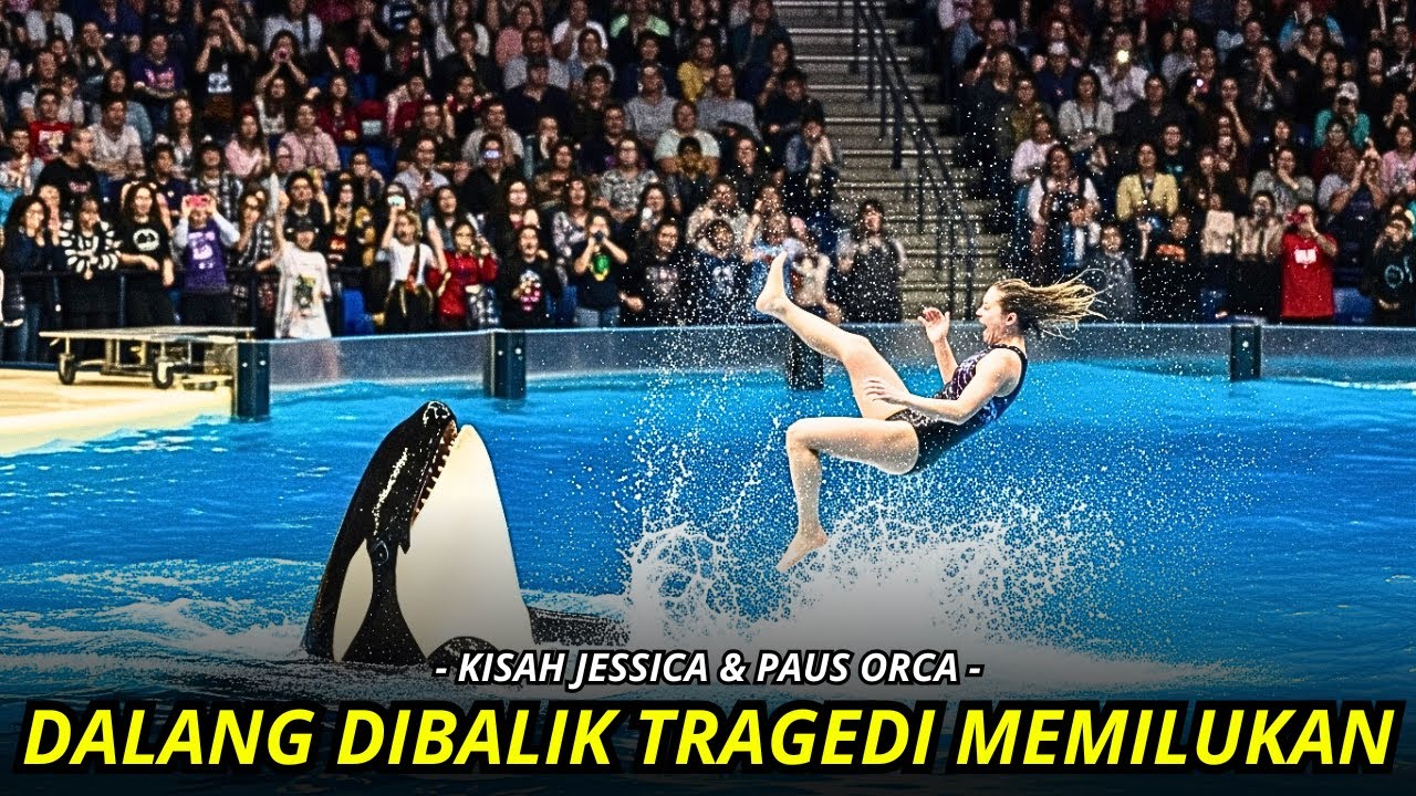 TERBONGKAR‼️ KISAH JESSICA DAN PAUS ORCA: DALANG DIBALIK TRAGEDI ...