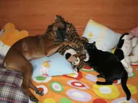 Dog fighting - Boxer- Dogs