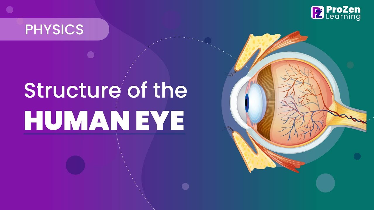 Structure of Human Eye | Anatomy of Eye | Human eye and colorful world ...