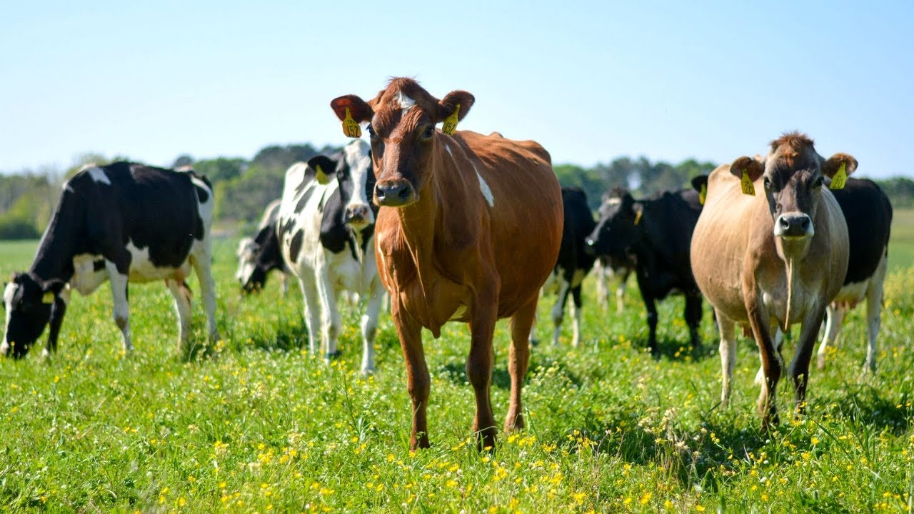 Farm Cows Sound Effect- Cow Mooing - YouTube