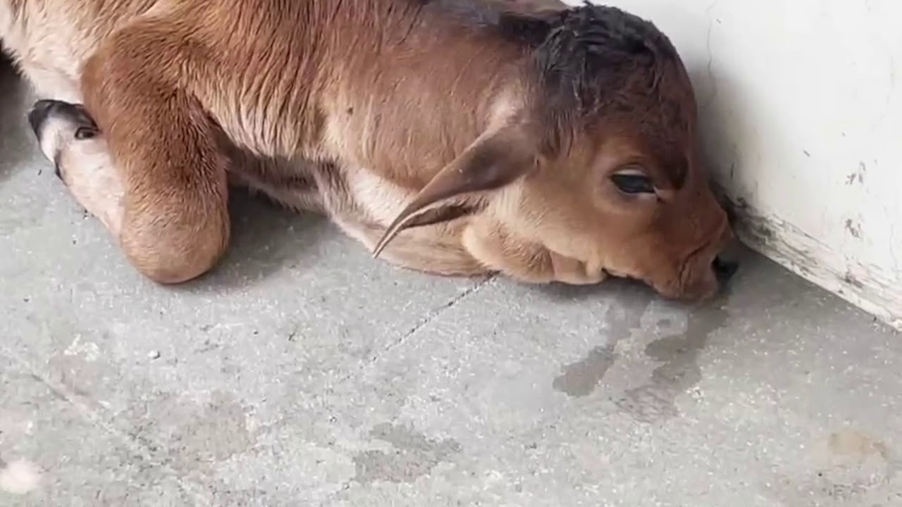 Our Punganur cow delivering calf, Pure breed desi cows, A2 cows - YouTube