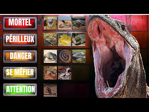 Voici les reptiles les plus mortels au monde