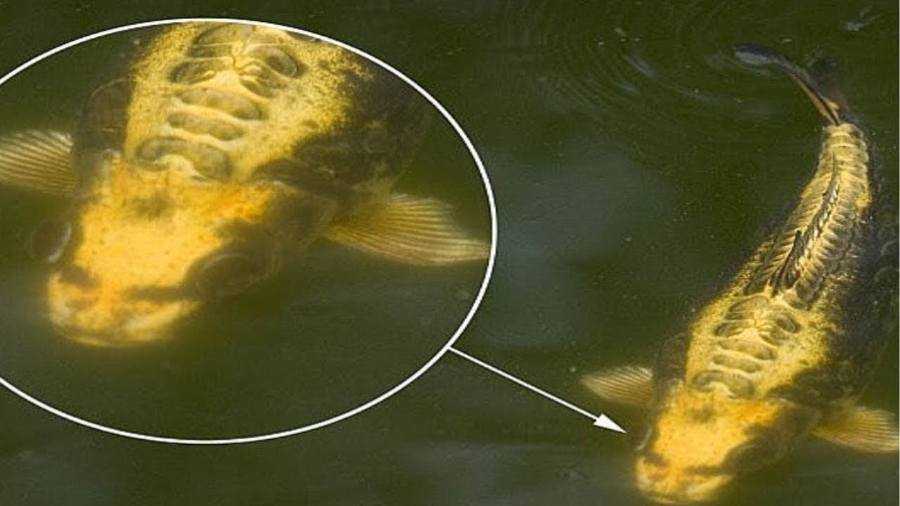 ÉTRANGE POISSON AVEC UN VISAGE HUMAIN CAPTURÉ EN VIDÉO EN CHINE ...