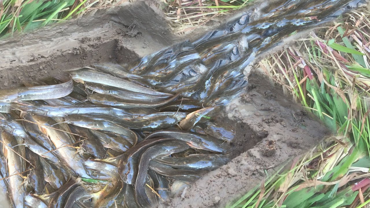 Amazing Easy Fish Trap - Unique Easy Fish Trap System Build Made of A ...