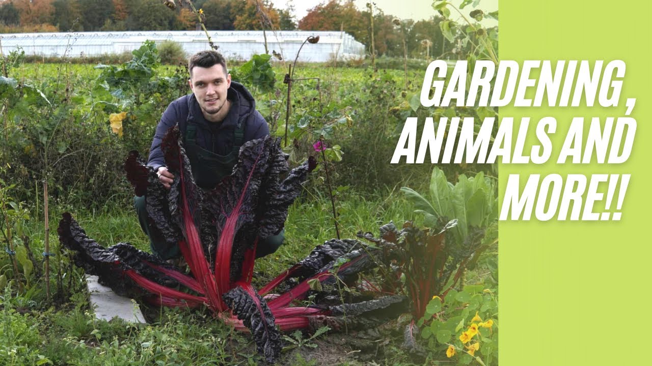 I am the German gardener| Welcome to my new garden channel!! - YouTube