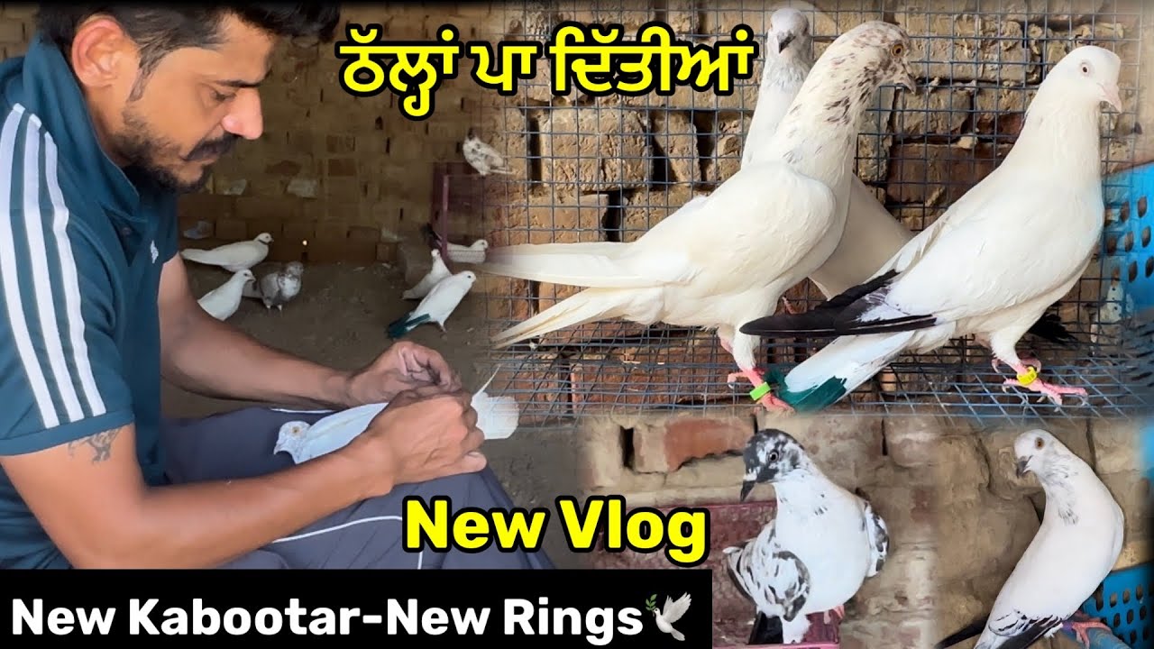 ਨਵੇਂ ਕਬੂਤਰਾਂ ਨੇ ਠੱਲ੍ਹਾਂ ਪਾ ਦਿੱਤੀਆਂ🕊️|| New Kabootar-New Rings ️|| # ...