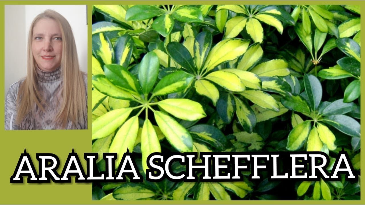 🌿ARALIA SCHEFFLERA / Cómo cuidar la planta Aralia ...