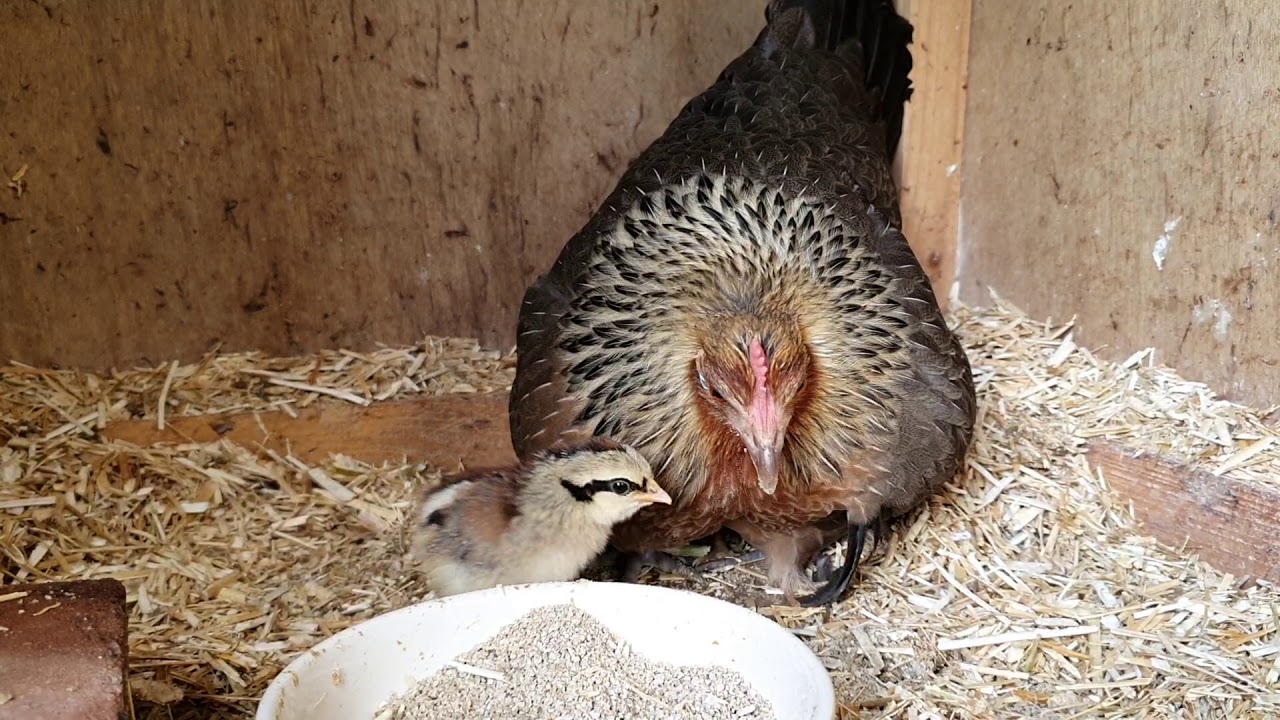 Yellow Dutch hen & chicks - YouTube