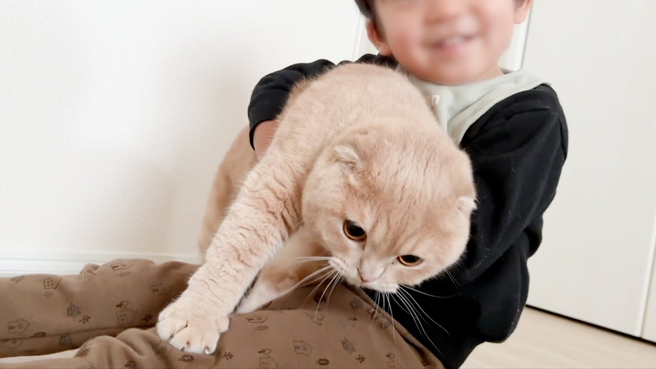 A cat was captured early in the new year - YouTube