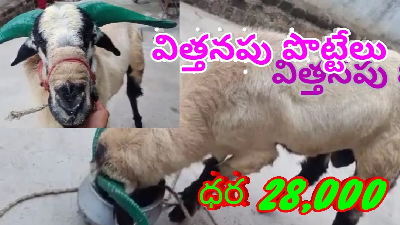 BREEDING RAM FOR INFORMATION 8008405938 - YouTube
