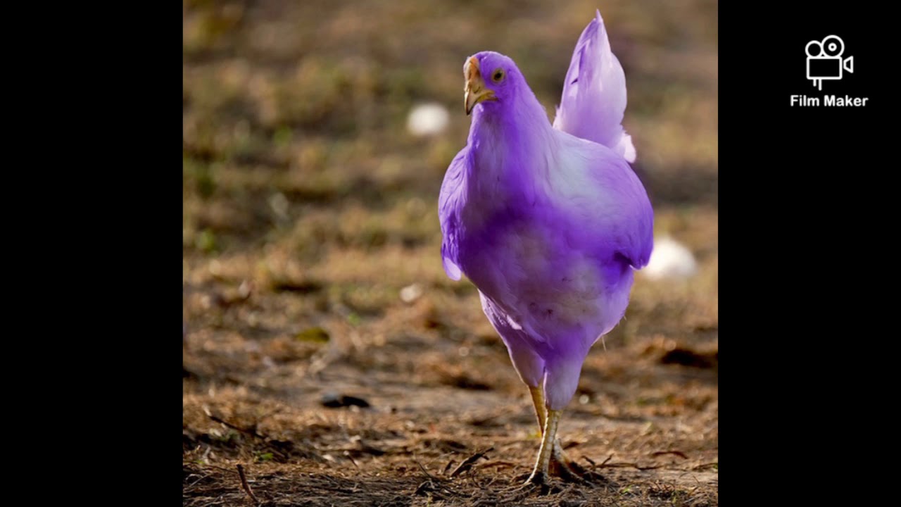 Chicken Techno Song Remix 🐓🐔🎧🎶🎶 - YouTube