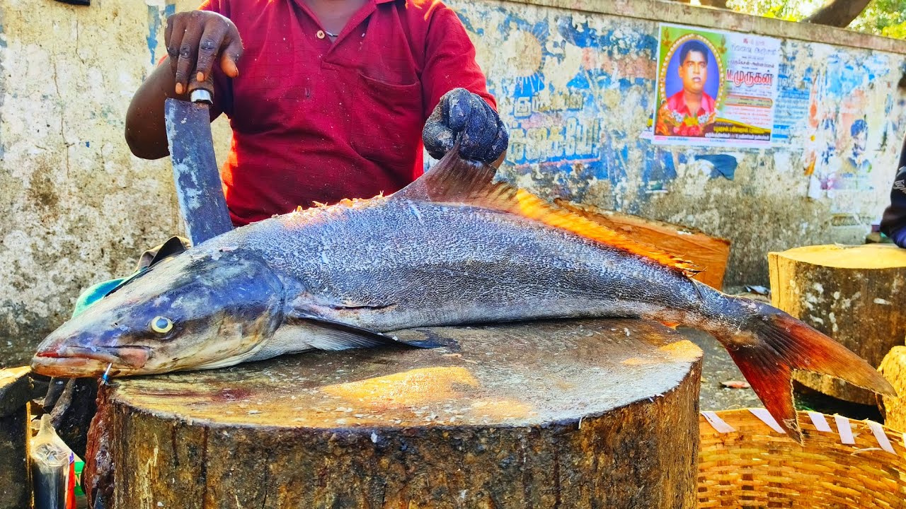 Kadal viral fish cutting video/#kasimedufishmarket # ...