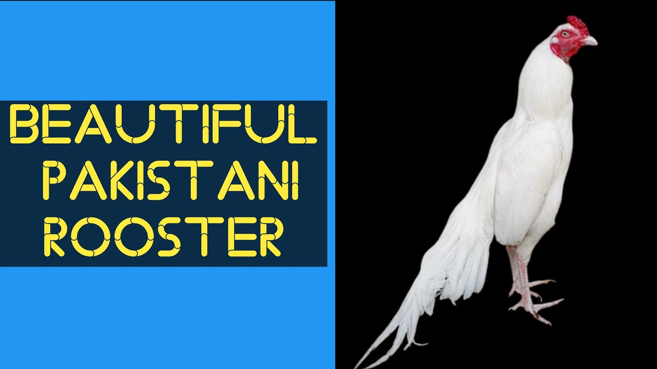 Beautiful Pakistani Rooster | Beautiful Aseel birds - YouTube