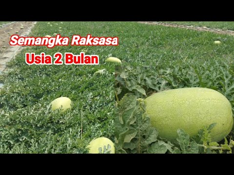 Lihat Perkembangan Semangka Raksasa Diperkebunan Semangka Taiwan