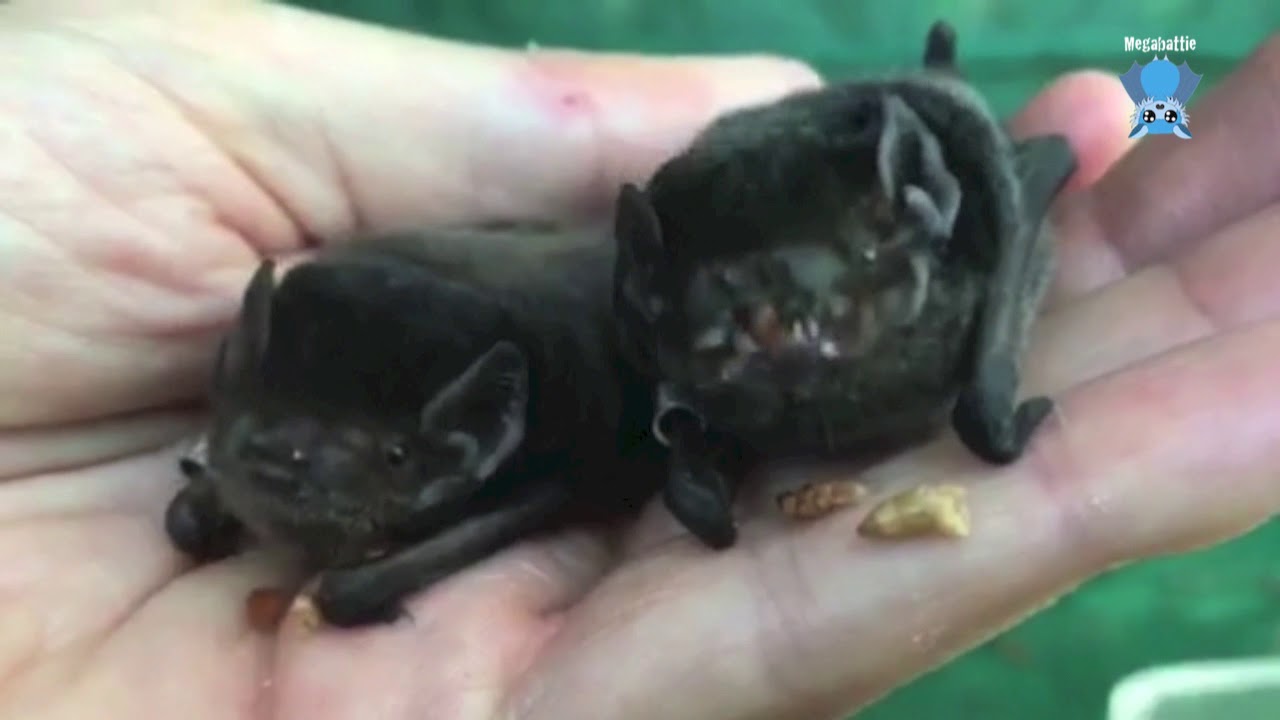 Gould's Wattled Bats nom nomming mealies: Freddie and Freida - YouTube