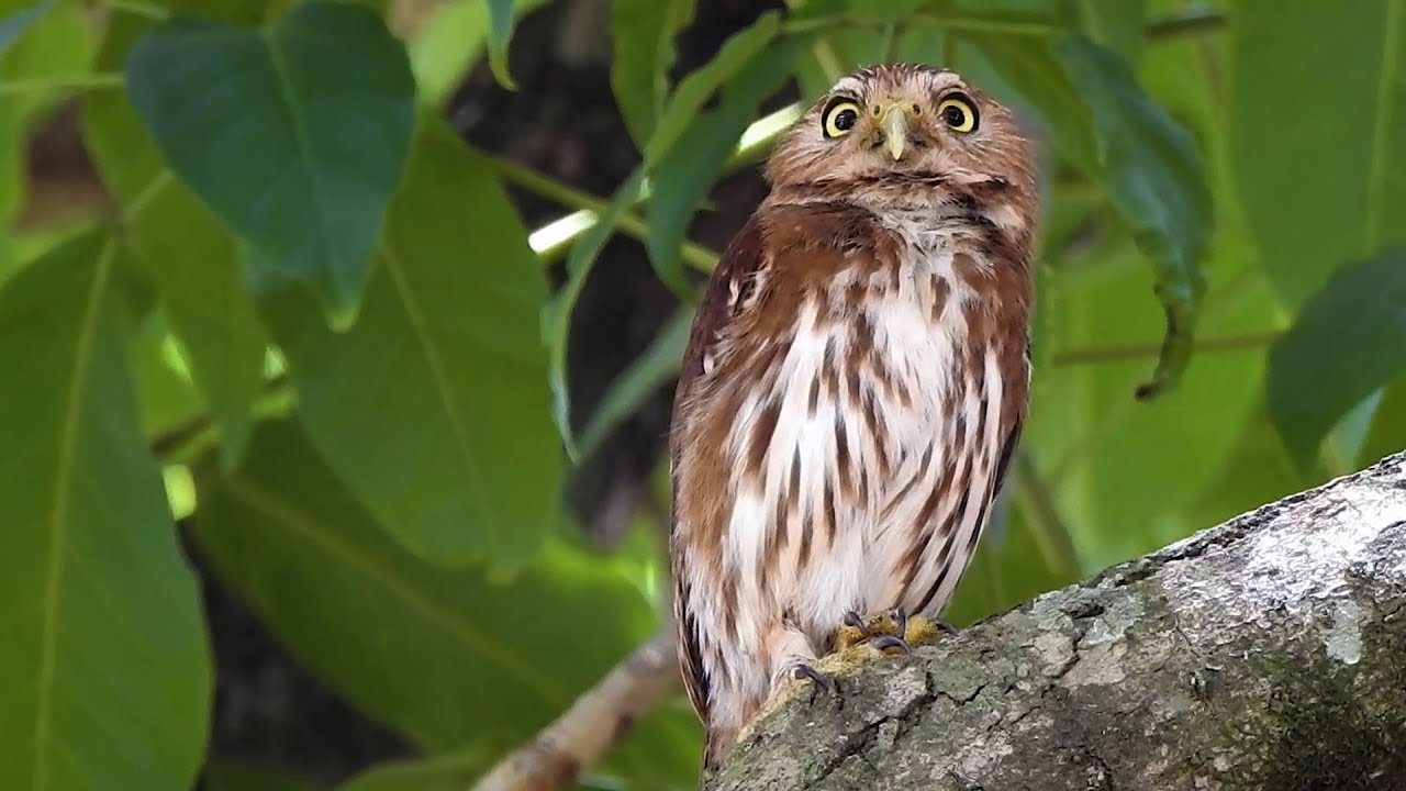 CANTO do CABURÉ (GLAUCIDIUM BRASILIANUM), FERRUGINOUS PYGMY OWL, Caburé ...