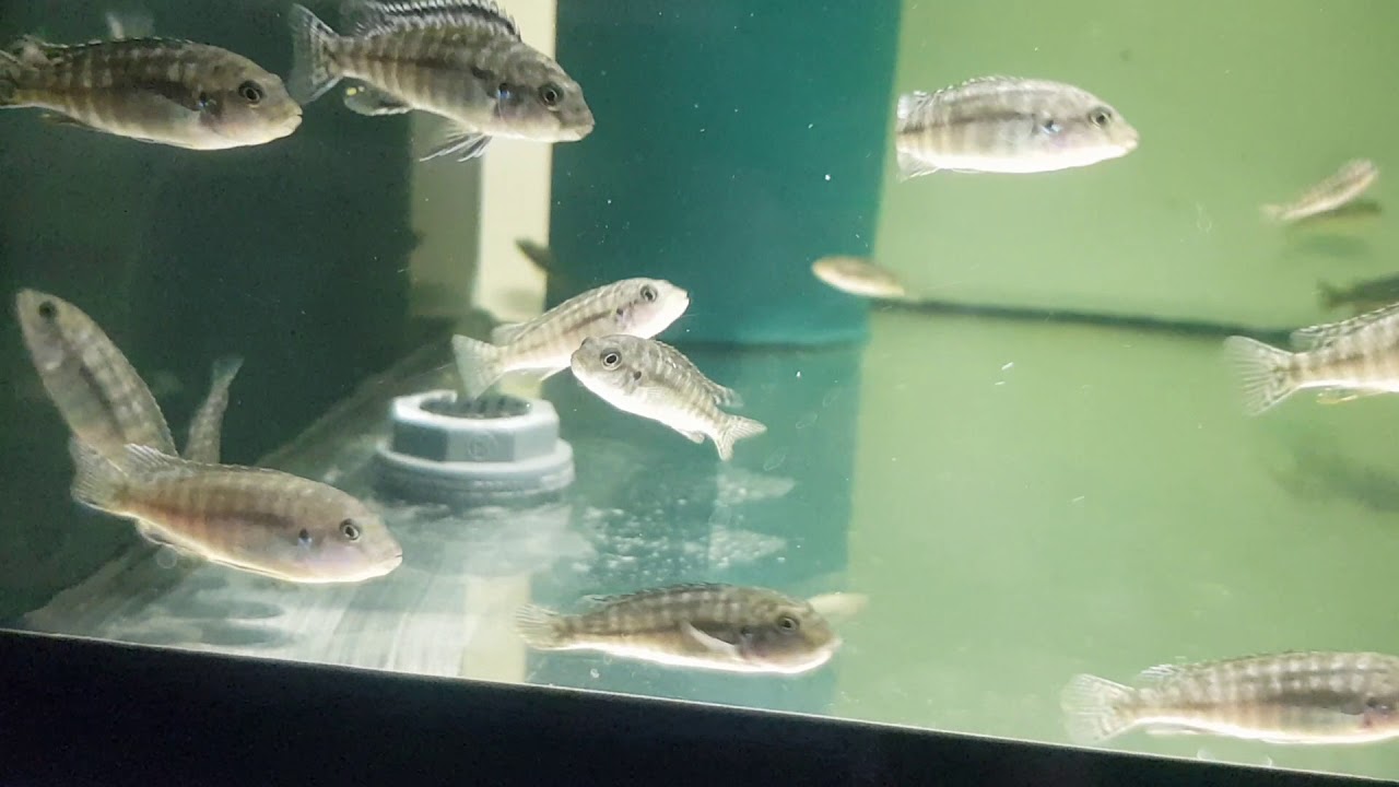 Labidochromis flavigulis Machili island - YouTube