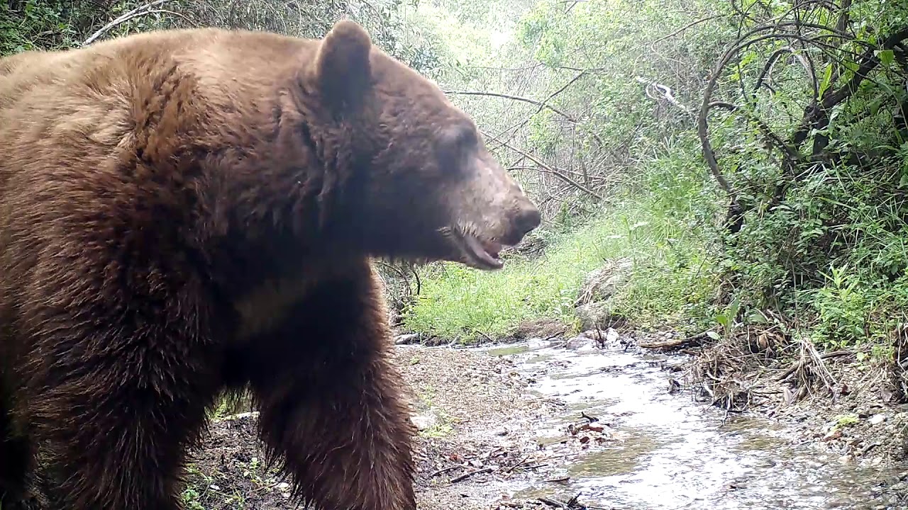 Behemoth Of A Bear! - YouTube